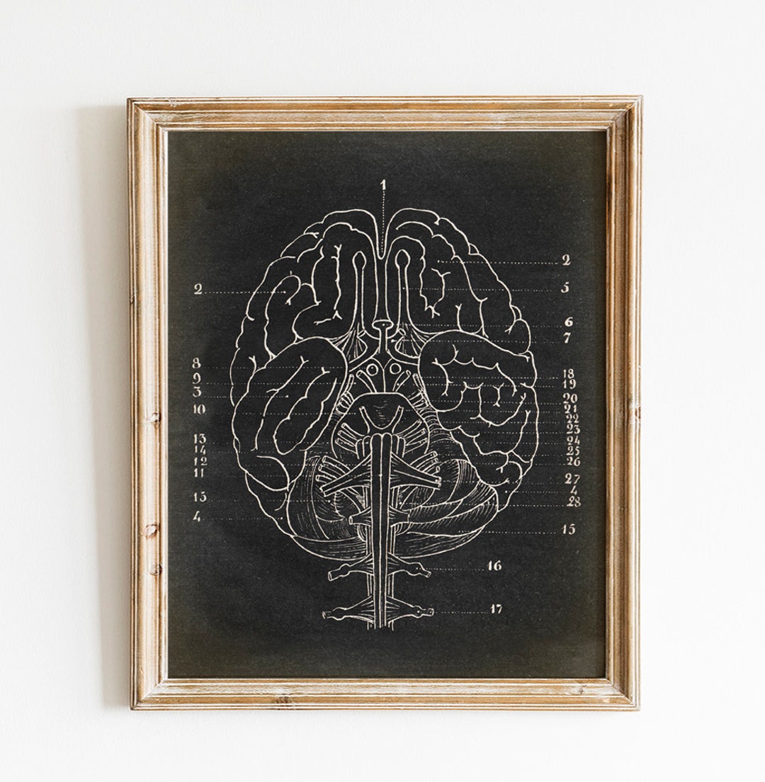 Vintage Brain Anatomy Print: Medical Neurology Art (digital Download ...