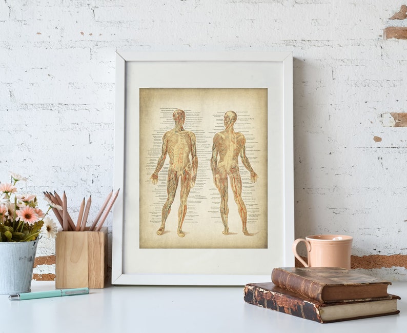 Vintage Anatomy Print: Muscular System, Science Art (printable) - Etsy
