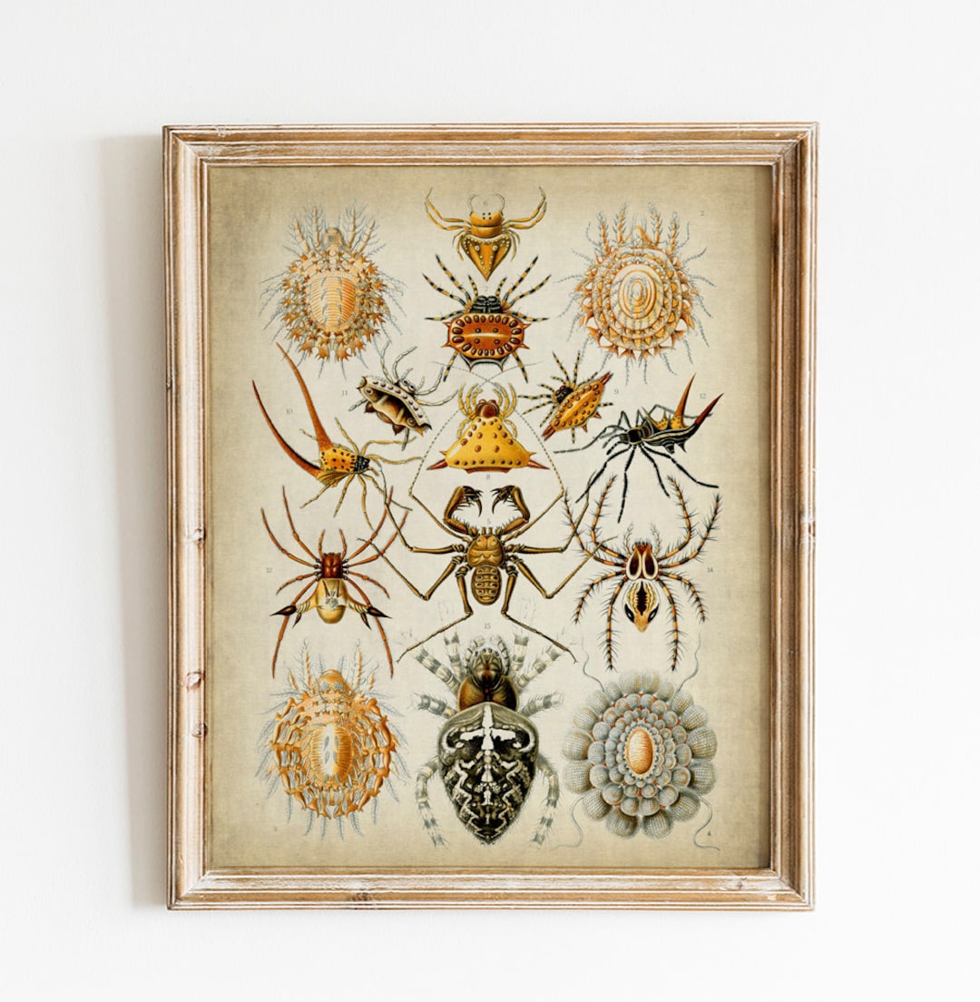 SPIDERS Print DIGITAL DOWNLOAD, Arachnids Printable Vintage Art ...