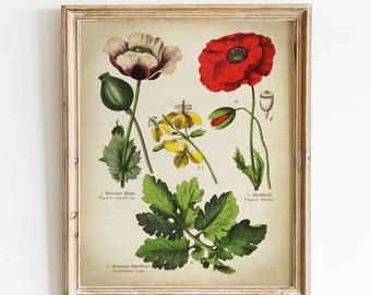 Poppy Botanical Print, Botanical Illustration, Vintage Botanical Prints ...