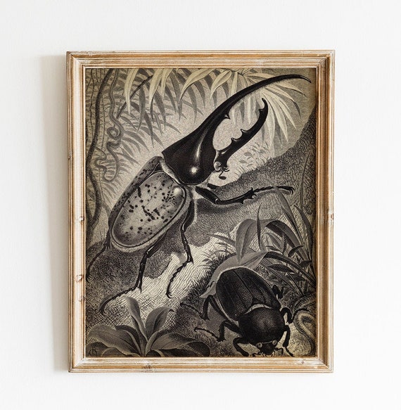 Hercules Beetle Print PRINTABLE Vintage Illustration | Etsy