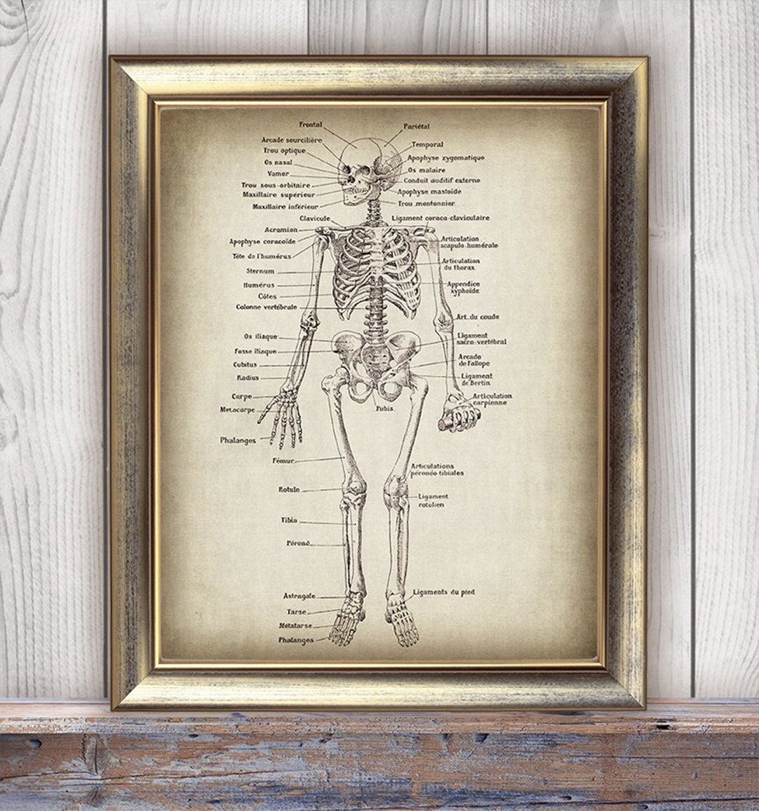 Vintage Anatomy Skeleton Print: Medical Sciences Art (digital Download ...