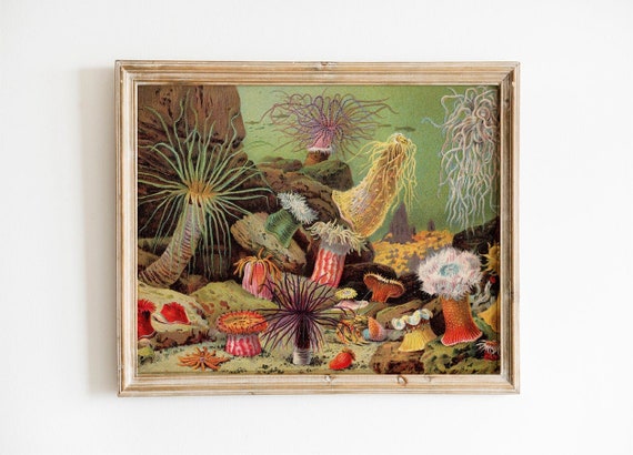 Sea Anemones Print Vintage Art Illustration INSTANT DOWNLOAD | Etsy