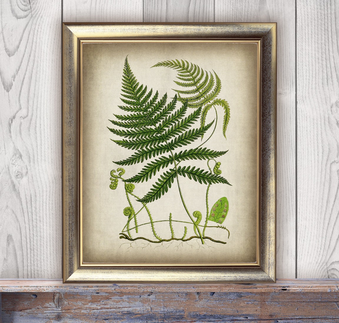 DOWNLOAD Botanical Fern Print SET of 6 Printable Print, Botanical Art ...