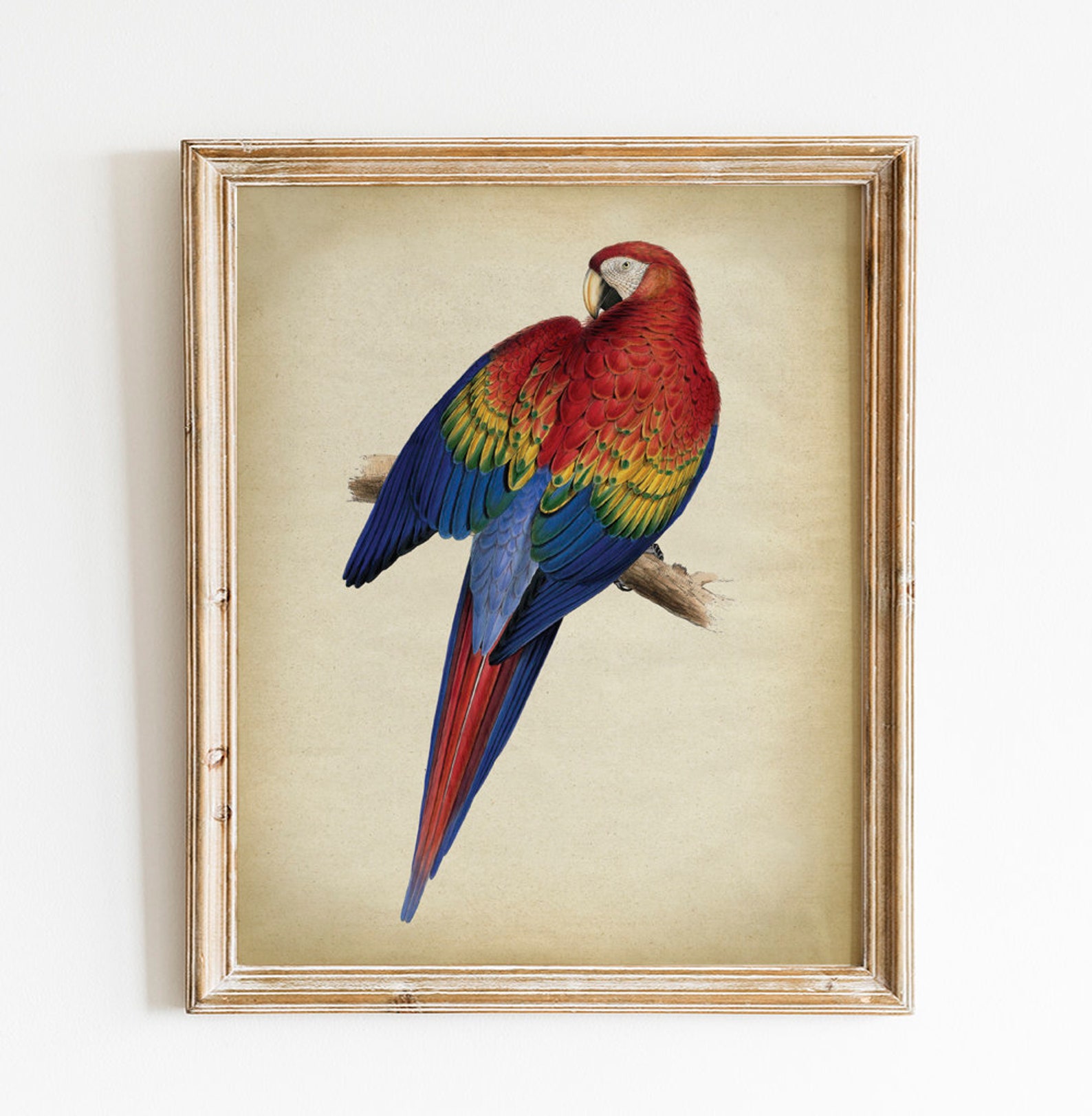 Tropical Parrot Print, PRINTABLE Vintage Art, Jungle Forest ...