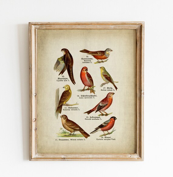 Birds Chart Print Printable Bird Digital Download Red - Etsy