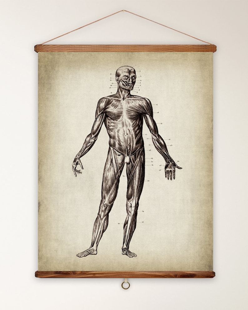 PRINTABLE Large Vintage Anatomy Poster Set of 6 16x20, Anatomy Prints ...