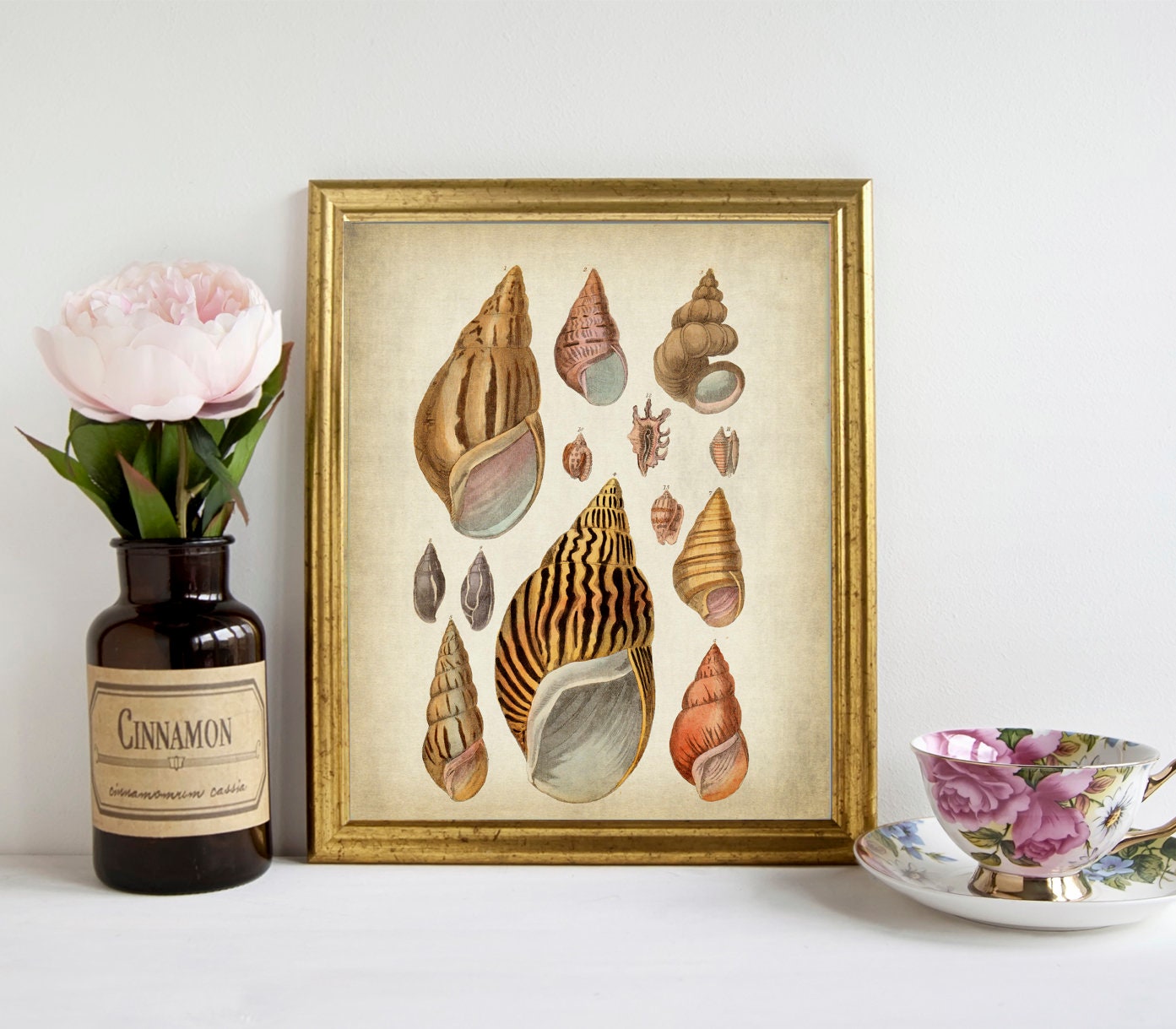 Beach Shells Print Vintage Seashell Digital Print Bathroom - Etsy