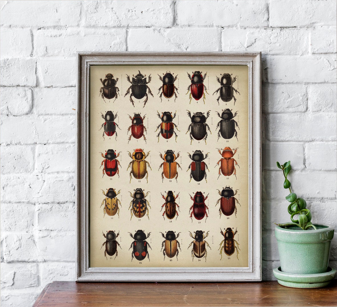 Beetles Print, PRINTABLE Vintage Art Illustration, Entomology Print ...