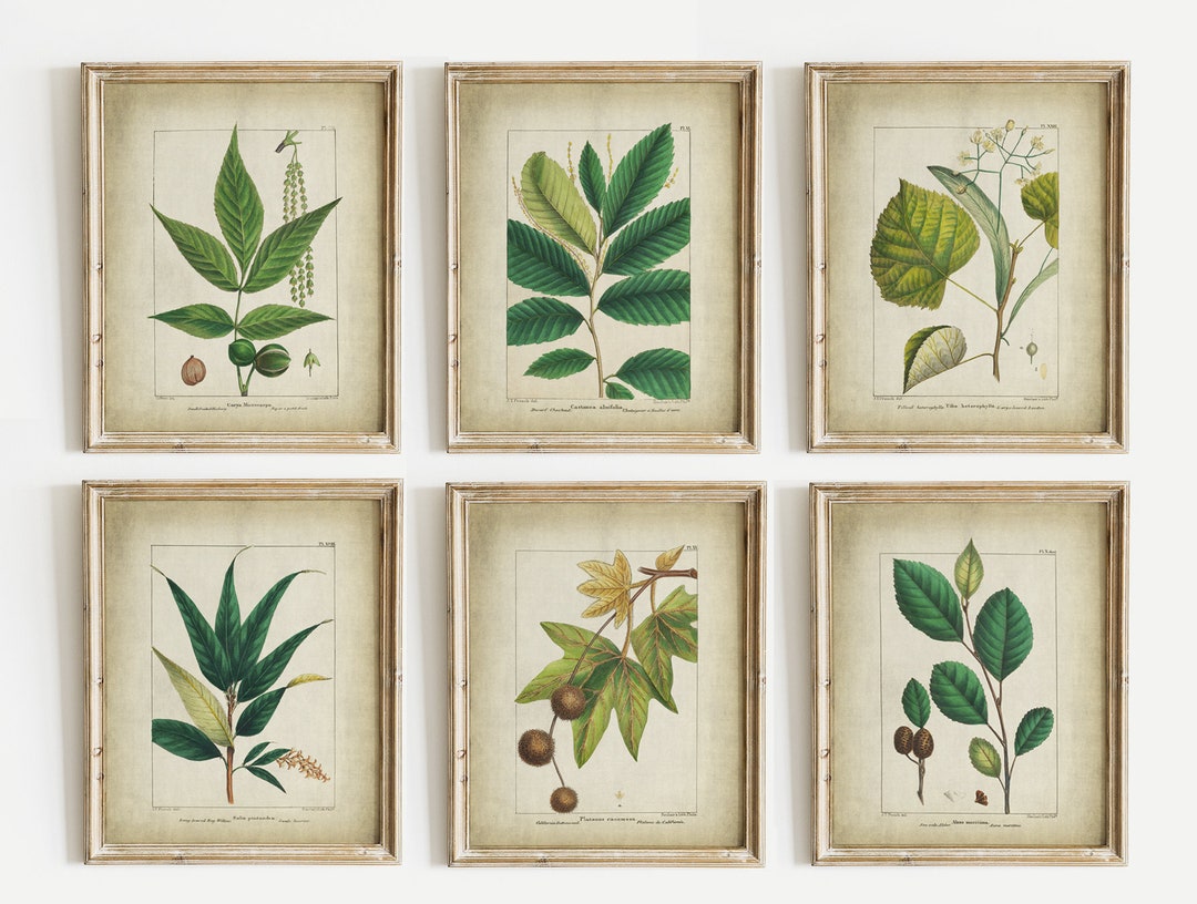 Botanical Tree Leaves Print Set: Greenery Illustration (digital ...