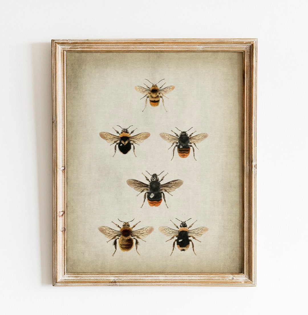 Bee Print PRINTABLE, Beekeeping Vintage Art Illustration, British Bees ...