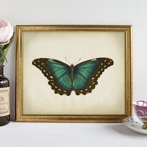 Butterfly Print SET of 3 PRINTABLE Vintage Butterfly Art, Insect ...