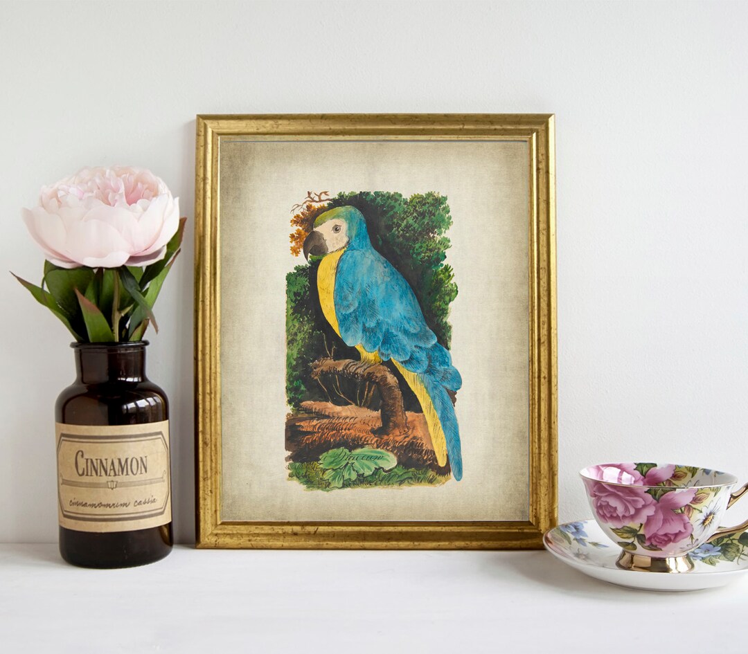 Macaw Print, Aged Parrot Art INSTANT DOWNLOAD, Jungle Forest Fauna ...