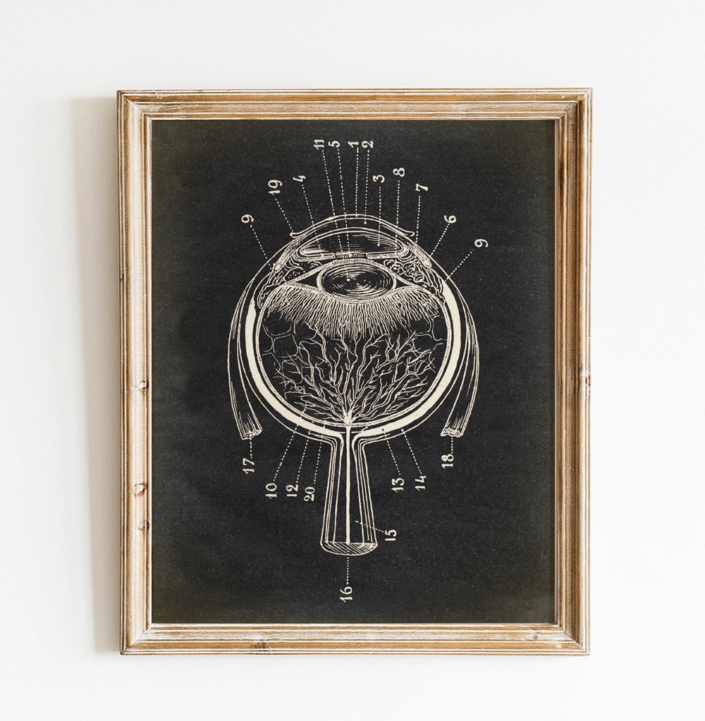 Anatomy Print, PRINTABLE Vintage Illustration, Human Anatomy, Medical ...