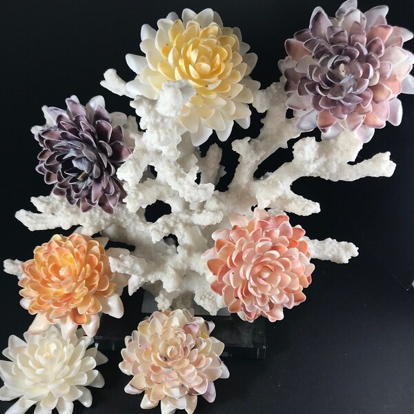 Seashell Flowers - Etsy