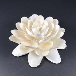 Lily Seashell 'dried' Forever Flower Handmade With Natural Florida ...