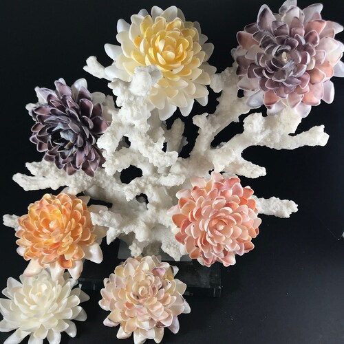 Lily Seashell 'dried' Forever Flower Handmade With - Etsy