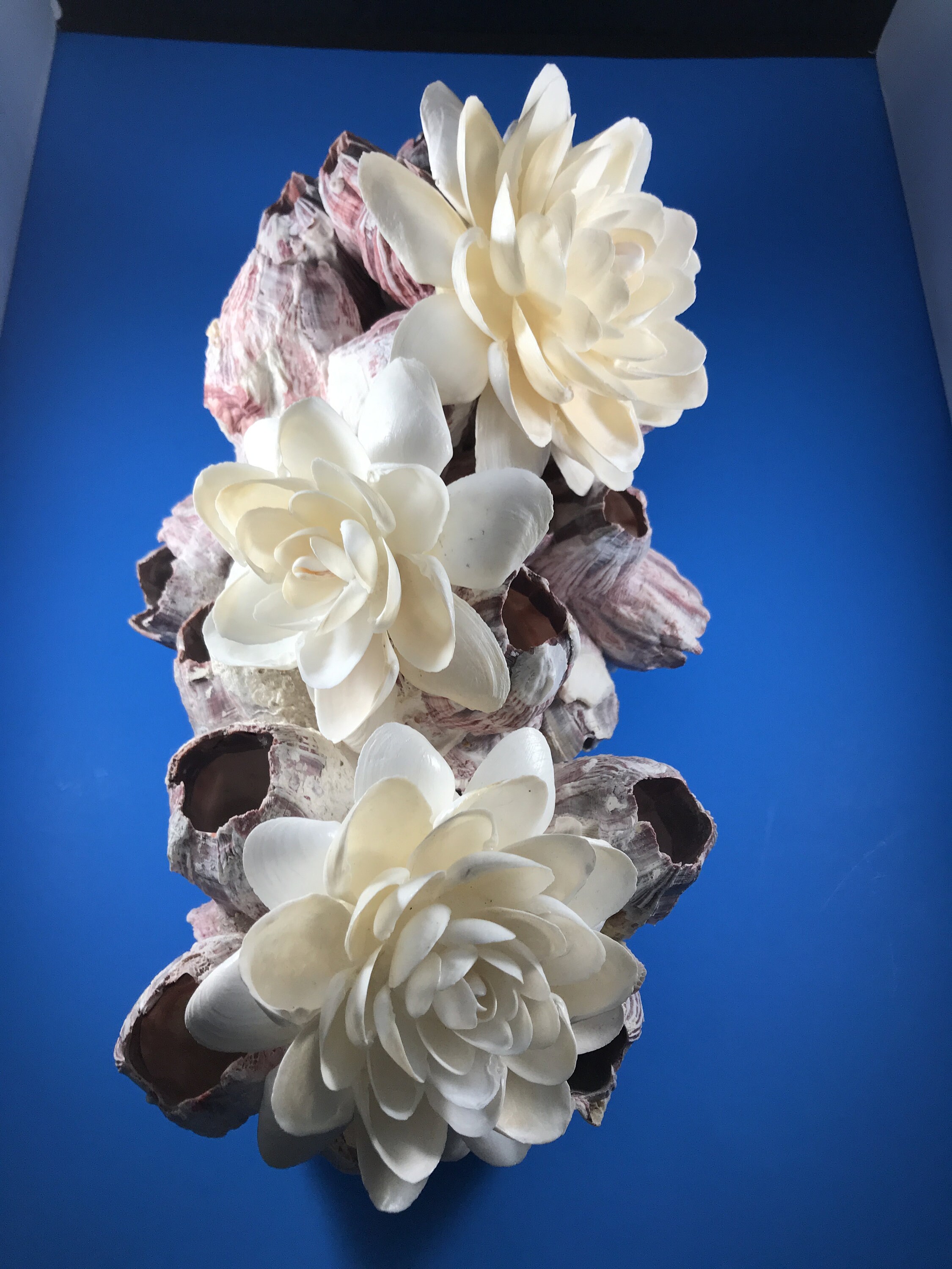 Lily Seashell 'dried' Forever Flower Handmade With - Etsy