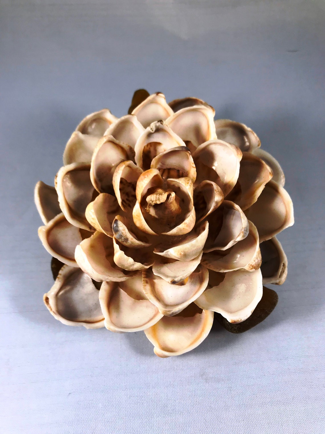 Dried Look Seashell Forever Flower Handmade With Natural | Etsy