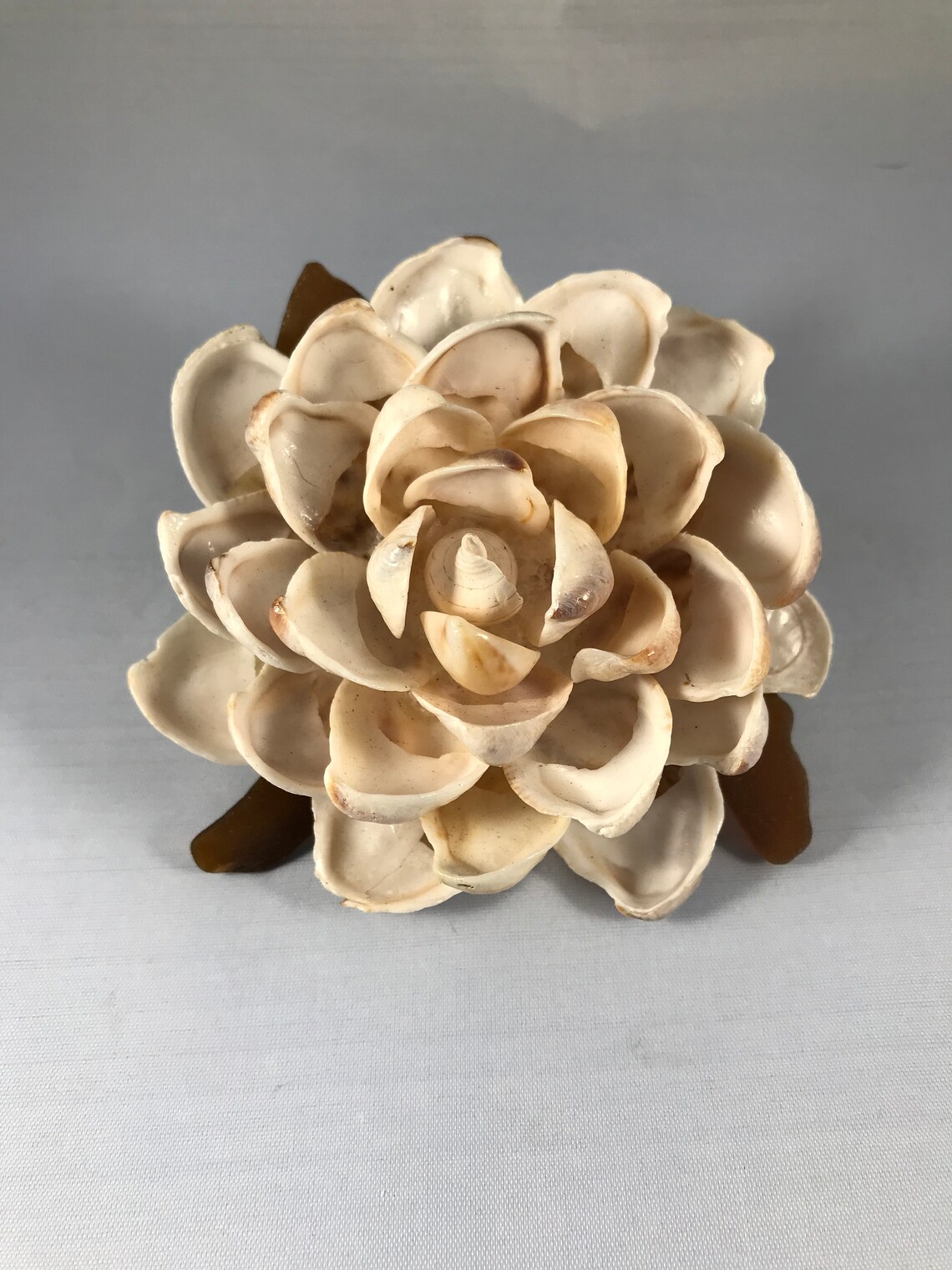 Dried Look Seashell Forever Flower Handmade With Natural | Etsy