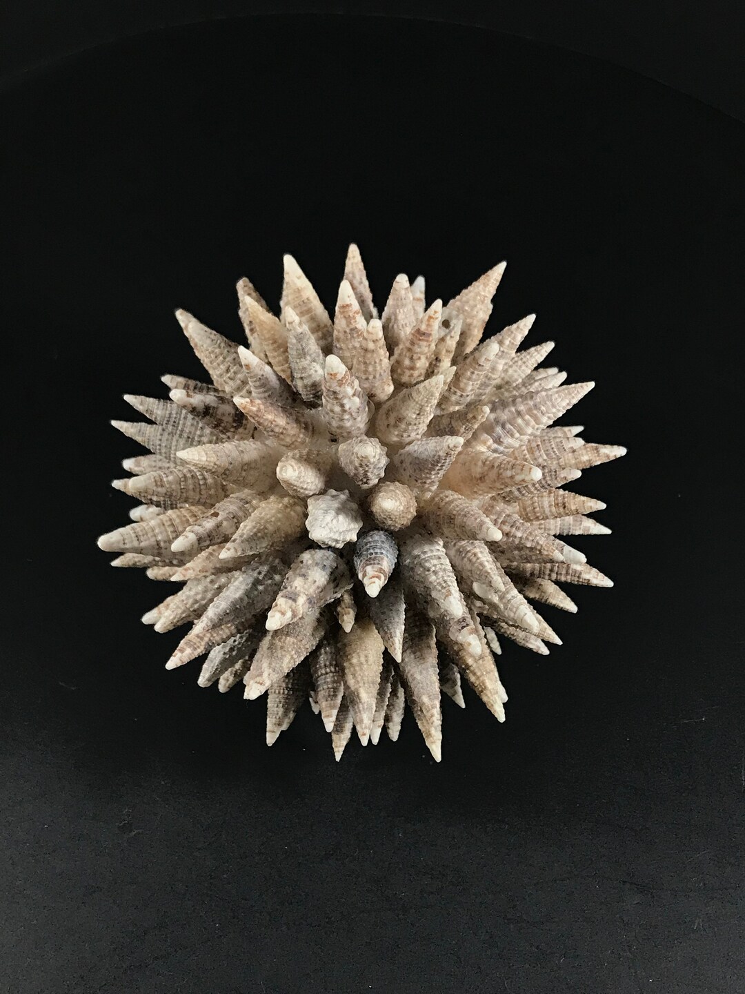 Florida Cerith Seashell Sphere Sea Urchin - Etsy
