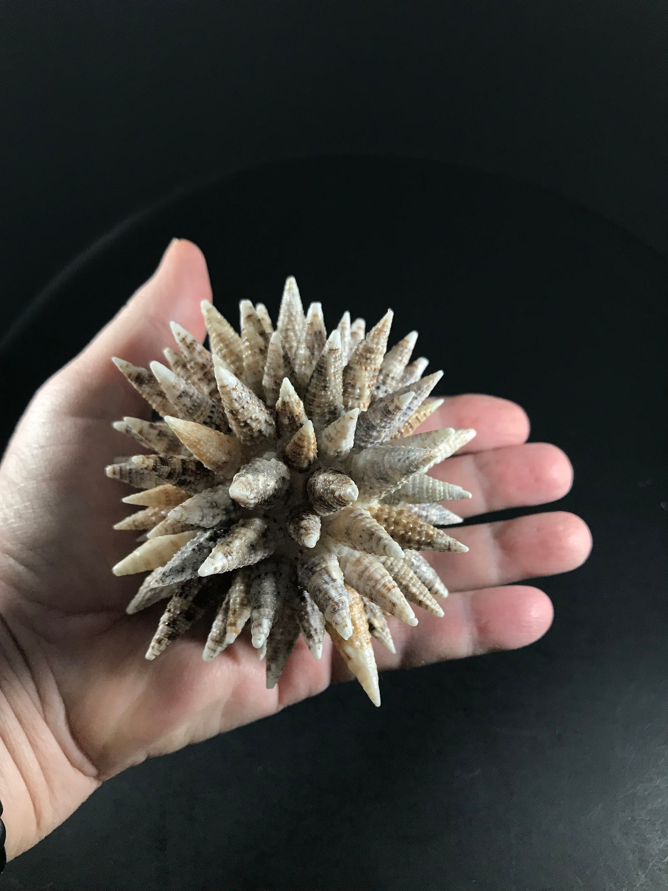 Florida Cerith Seashell Sphere Sea Urchin | Etsy