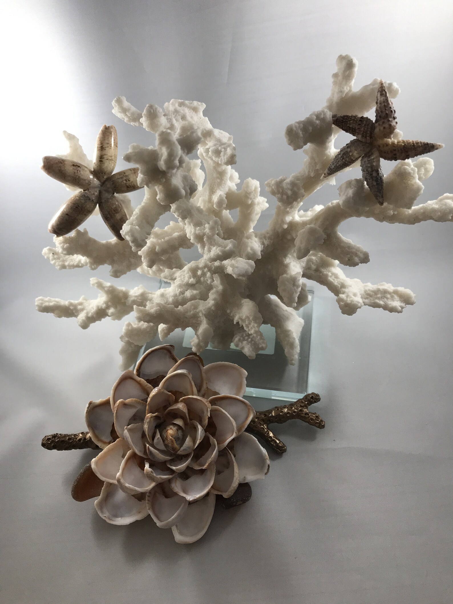 Dried Look Seashell Forever Flower Handmade With Natural | Etsy