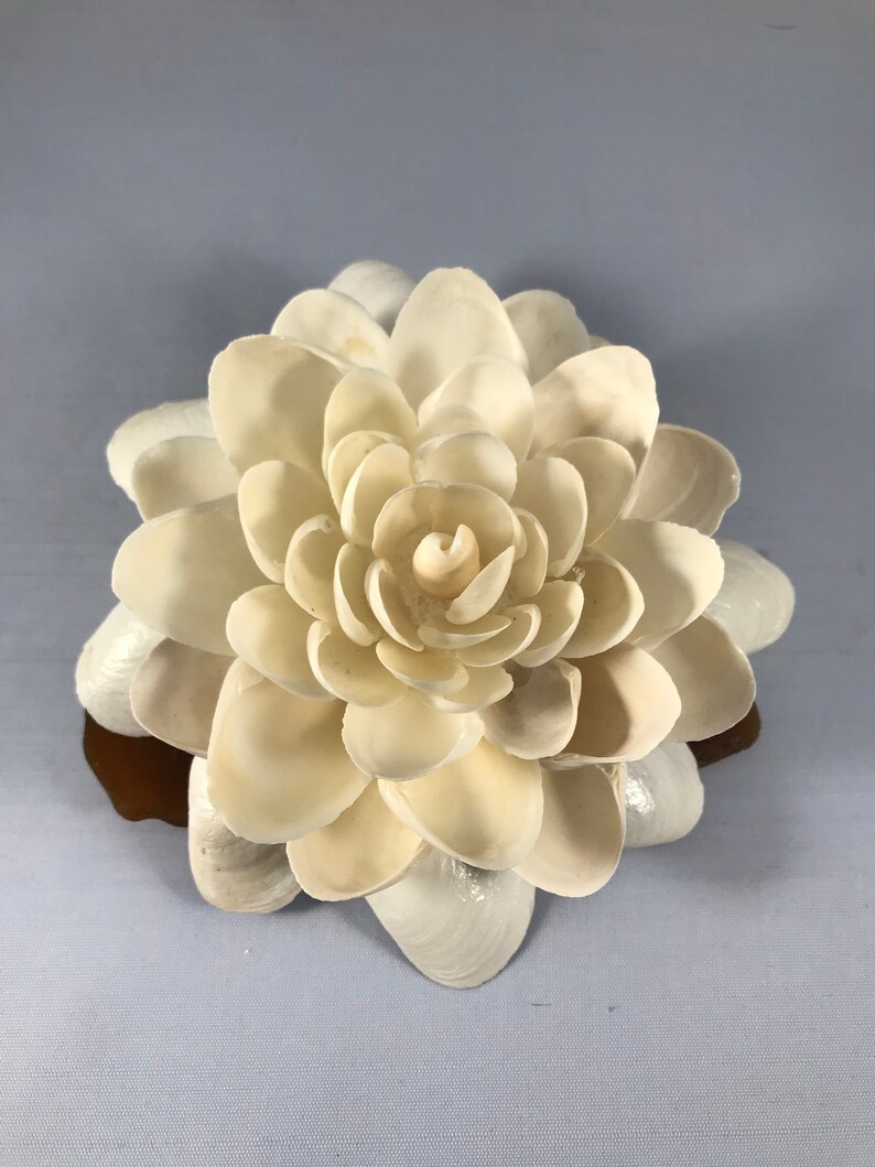 Lily Seashell 'dried' Forever Flower Handmade With | Etsy