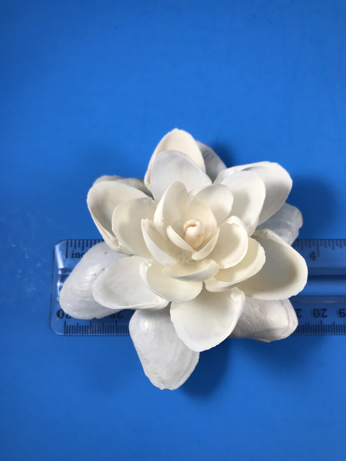 Lily Seashell 'dried' Forever Flower Handmade With | Etsy