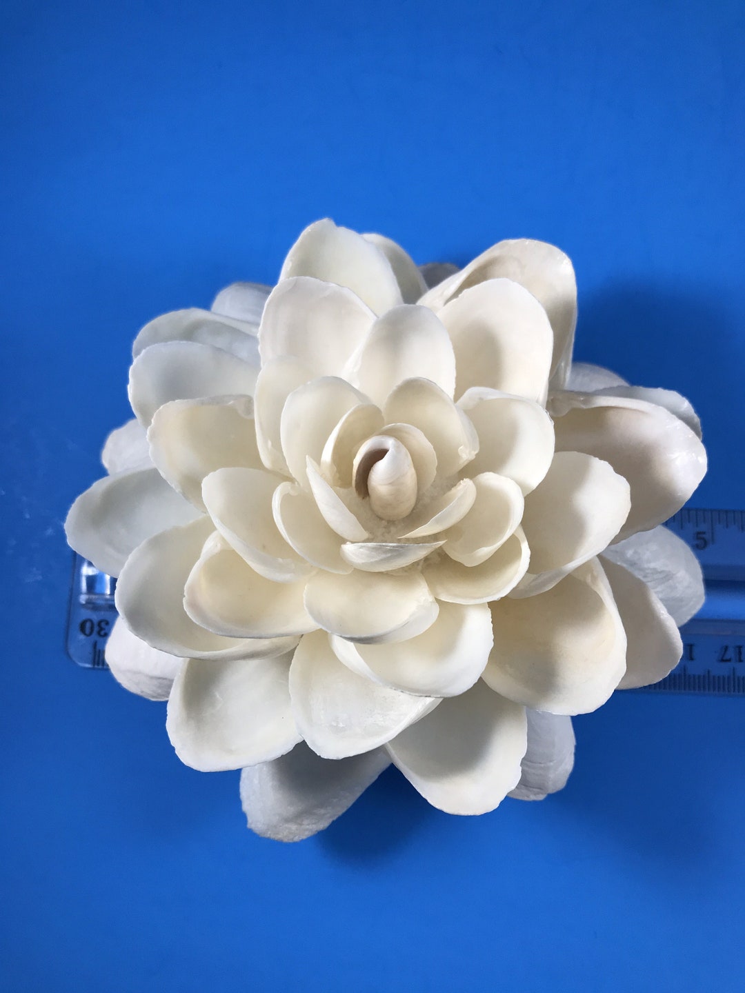 Lily Seashell 'dried' Forever Flower Handmade With Natural Florida ...
