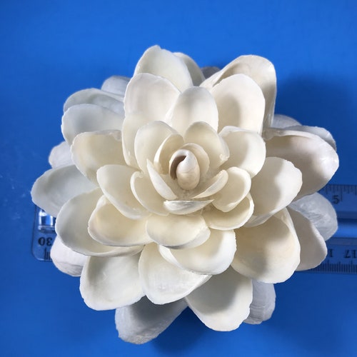 Delicate Rose 'forever' Seashell Flower Handmade With - Etsy