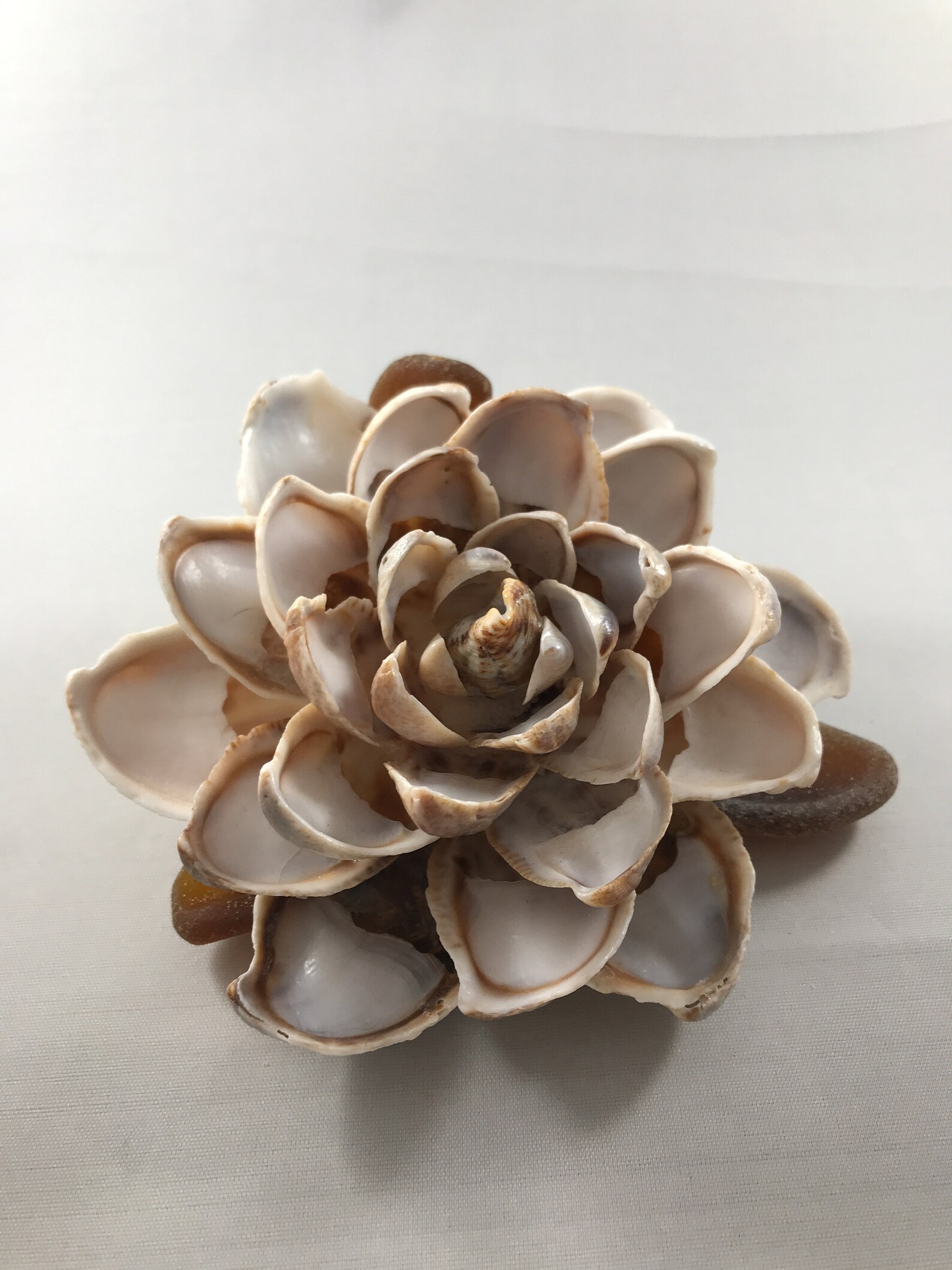 Dried Look Seashell Forever Flower Handmade With Natural - Etsy