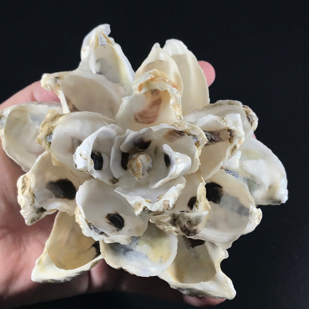 Blooming Oyster Flowers Handmade With Gnarly Oyster Shells - Etsy