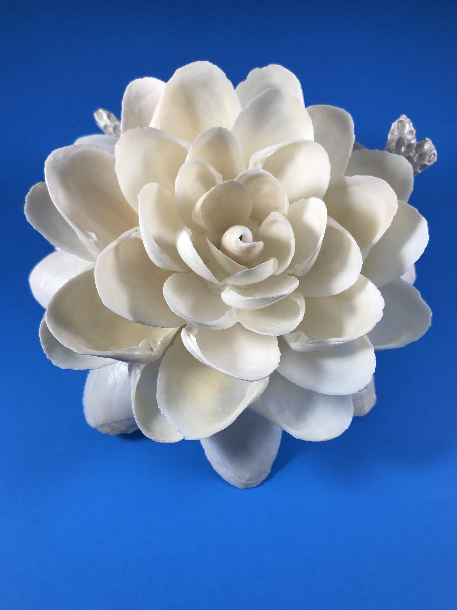Lily Seashell 'dried' Forever Flower Handmade With - Etsy