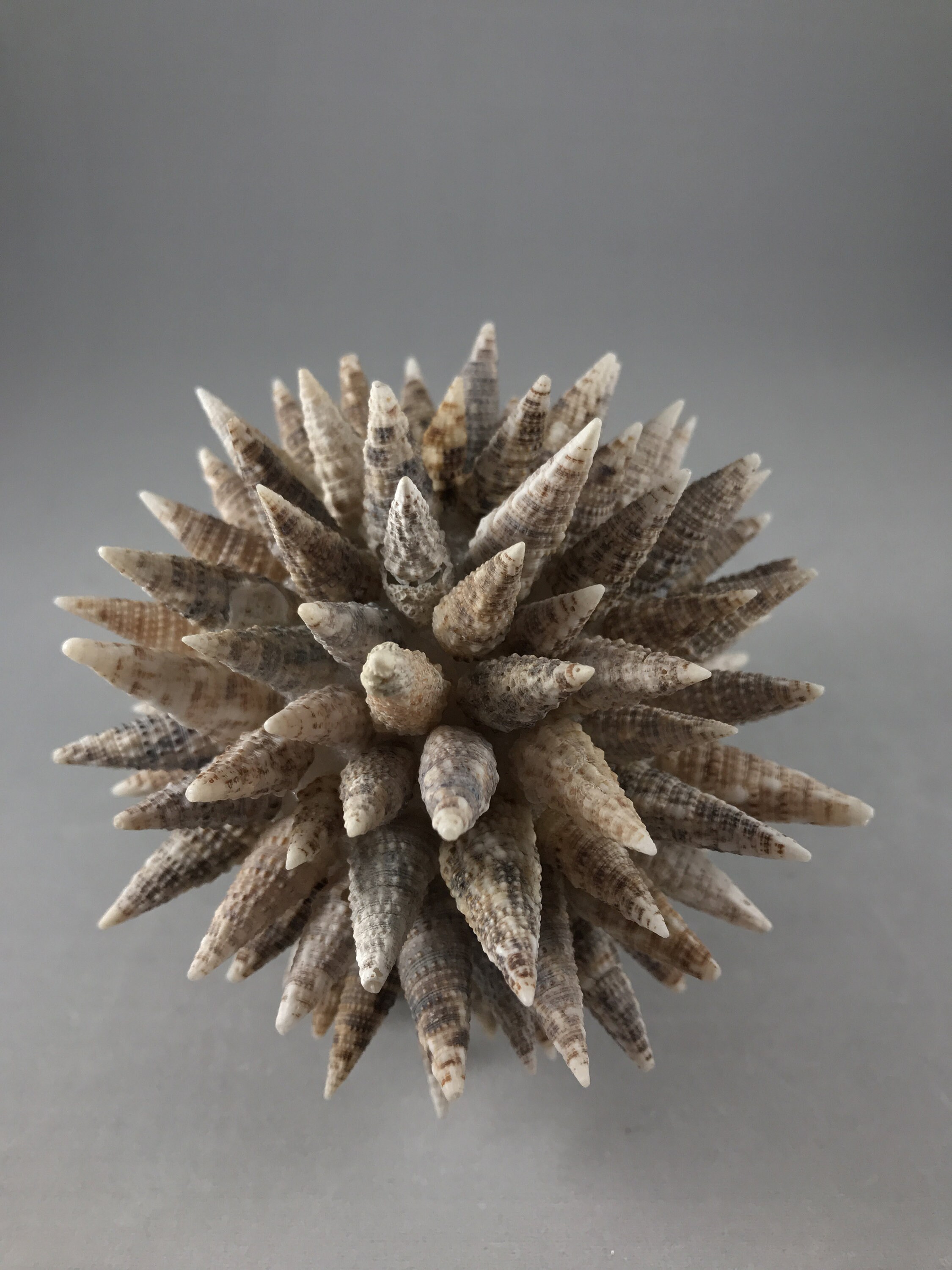 Florida Cerith Seashell Sphere Sea Urchin | Etsy