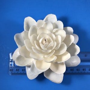 Lily Seashell 'dried' Forever Flower Handmade With | Etsy