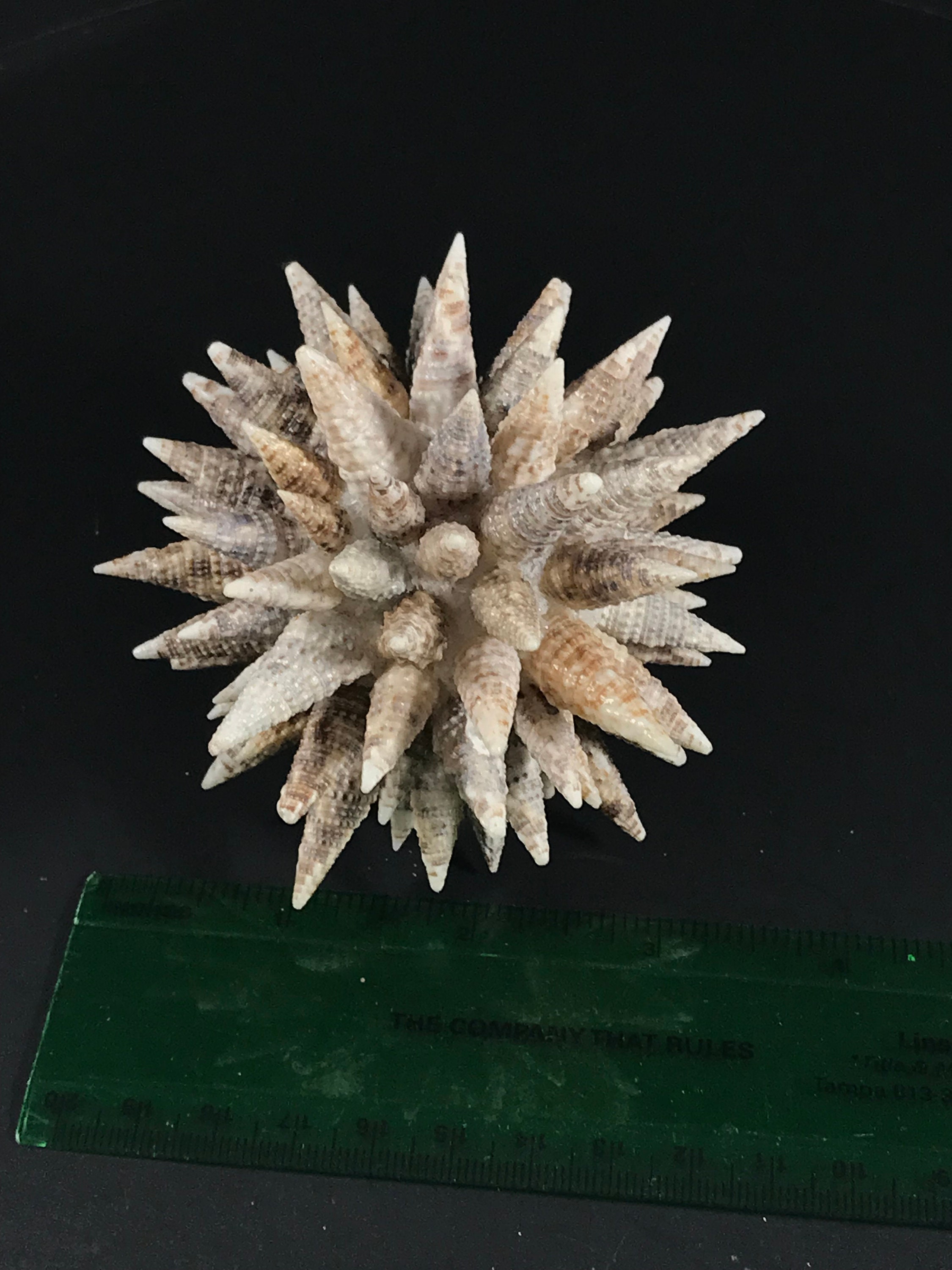 Florida Cerith Seashell Sphere Sea Urchin | Etsy