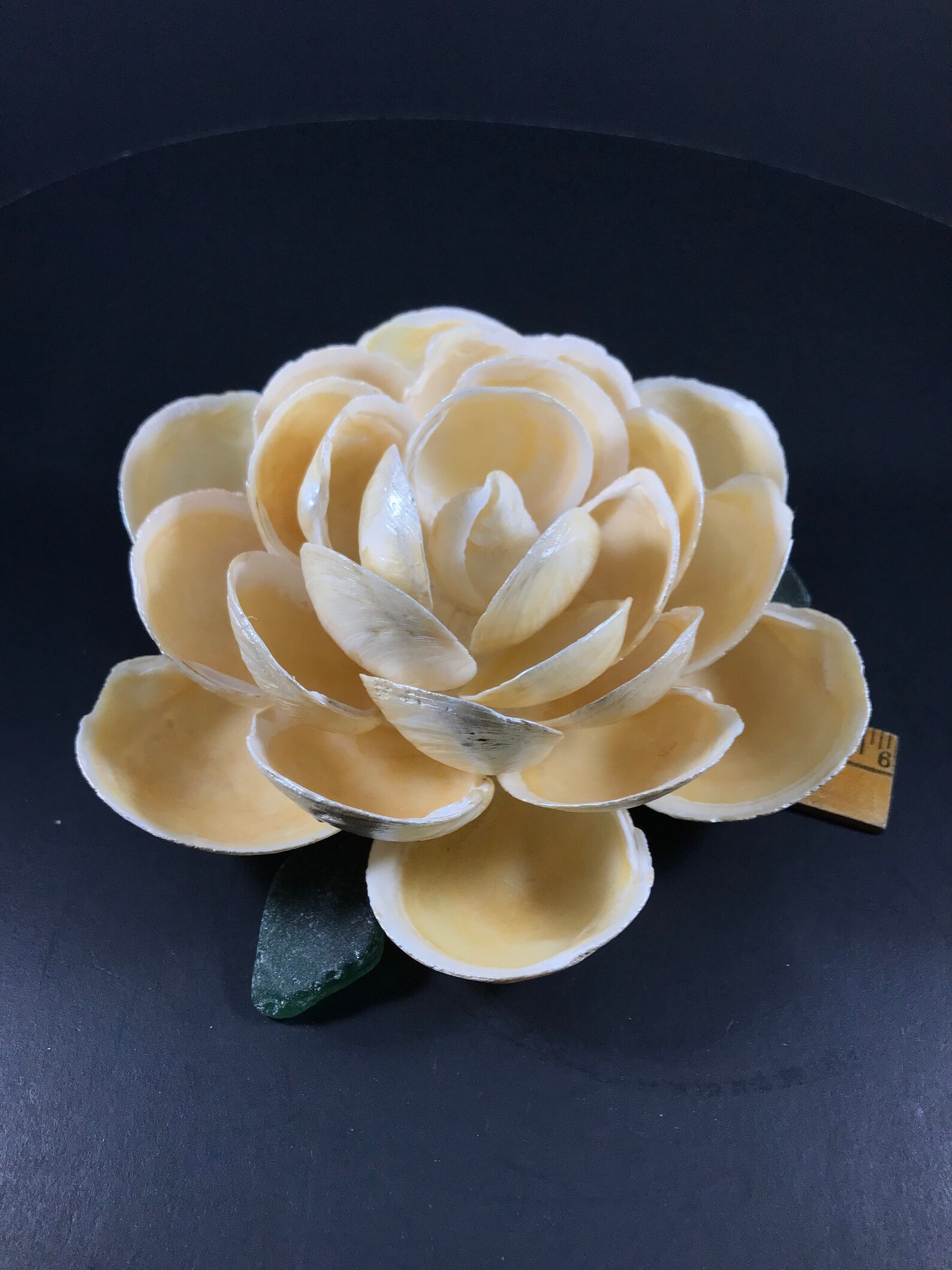 Seashell Buttercup Forever Flower Made With Buttercup Lucine - Etsy