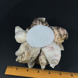 Blooming Oyster Flowers Handmade With Gnarly Oyster Shells - Etsy