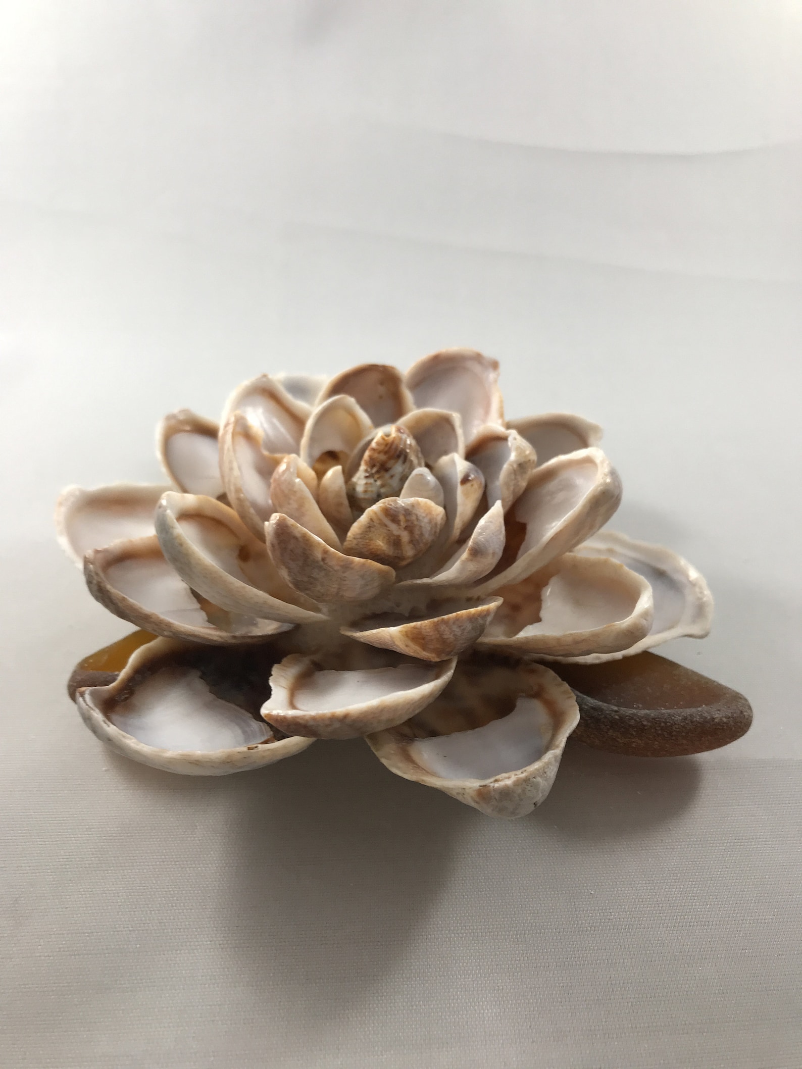 Dried Look Seashell Forever Flower Handmade With Natural | Etsy