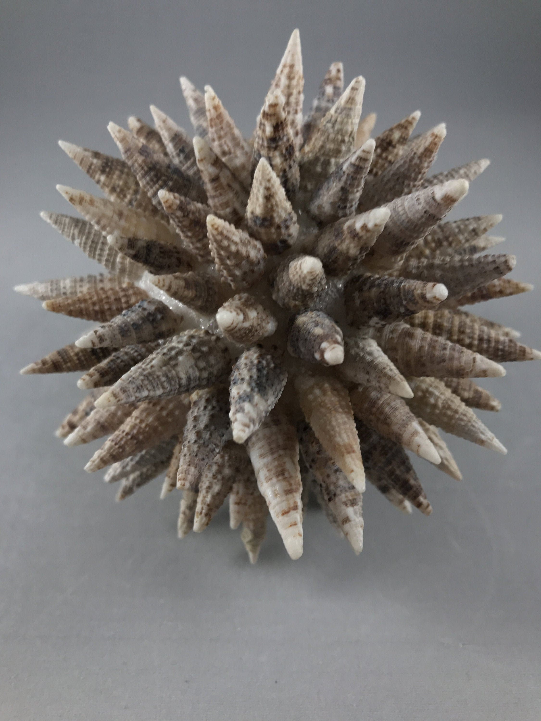 Florida Cerith Seashell Sphere Sea Urchin | Etsy