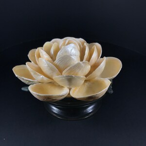 Seashell Buttercup Forever Flower Made With Buttercup Lucine Shells - Etsy