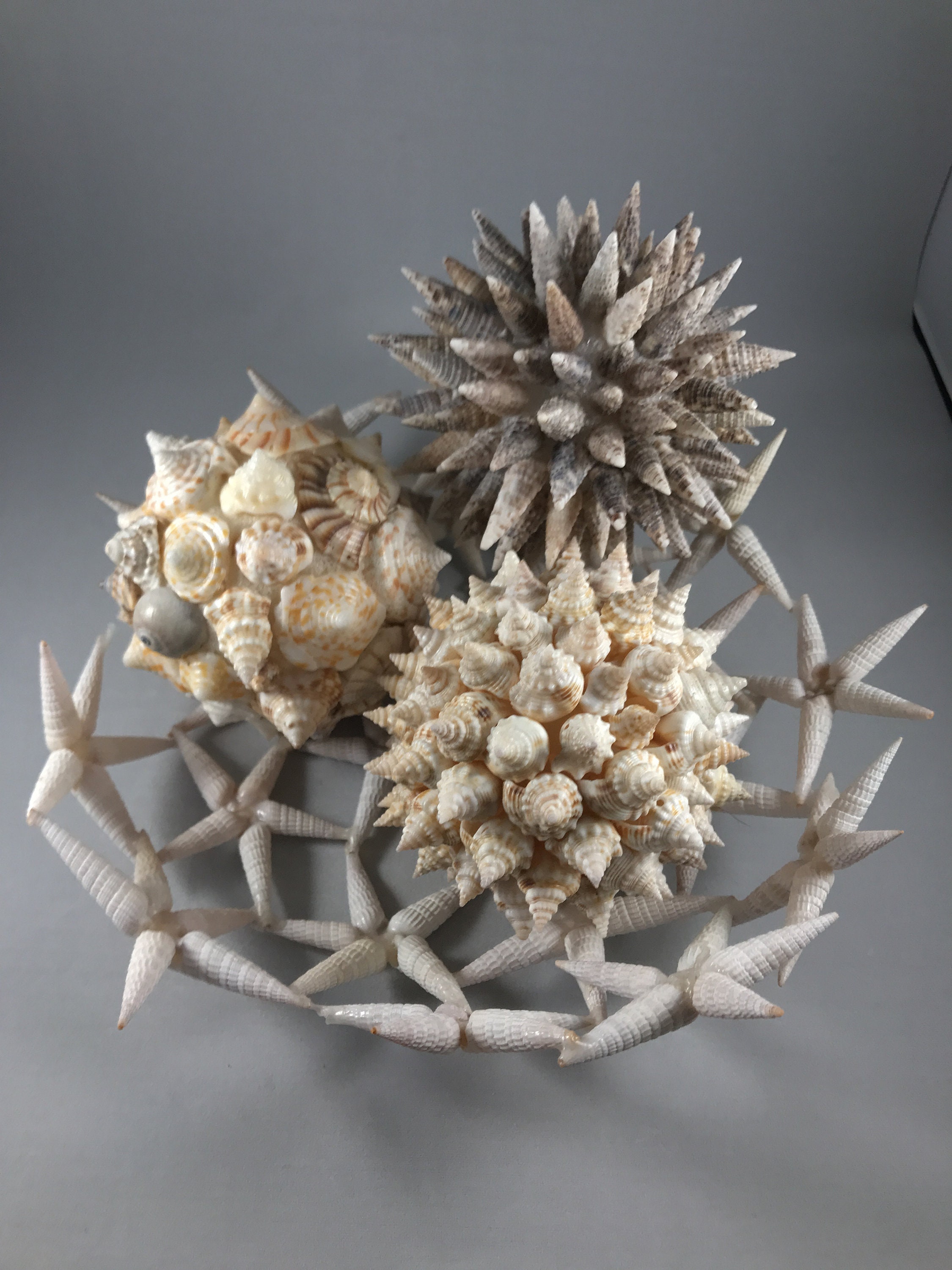Florida Cerith Seashell Sphere Sea Urchin | Etsy
