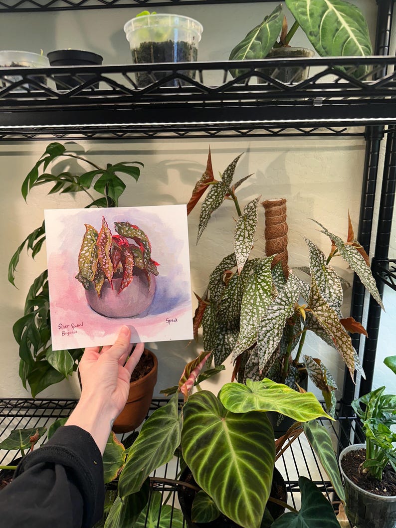 Begonia Maculata in Gouache Plant Print - Etsy