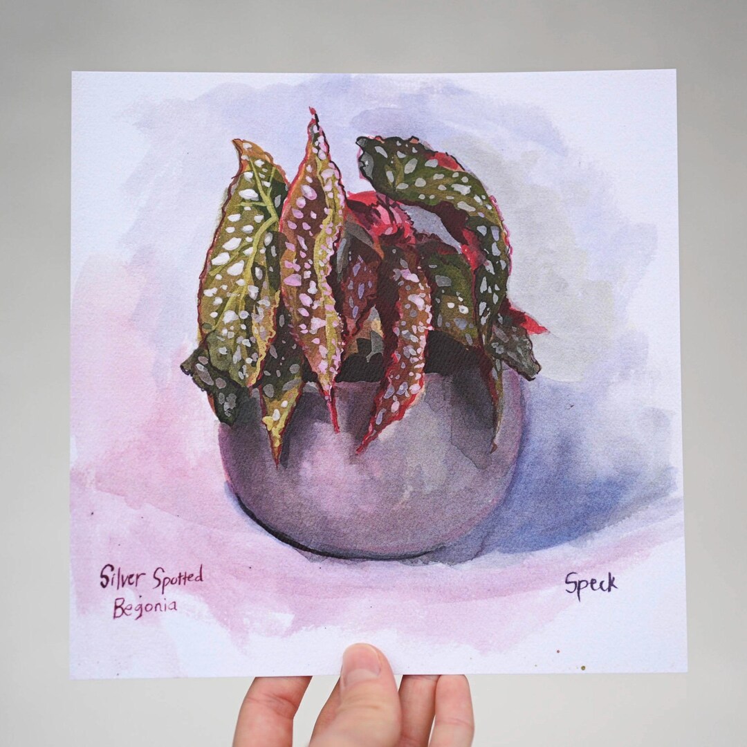 Begonia Maculata in Gouache Plant Print - Etsy