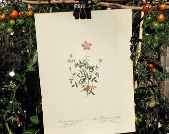 Botanical Book Plate | Etsy
