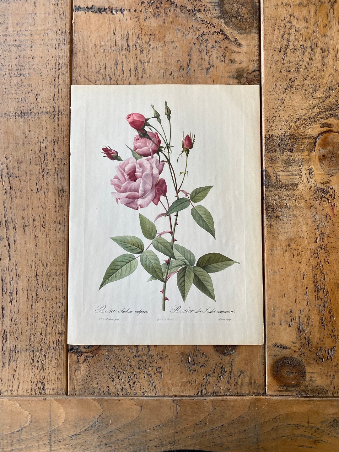 Extra Large Botanical Book Plate - From Roses 2 by Pierre-joseph ...