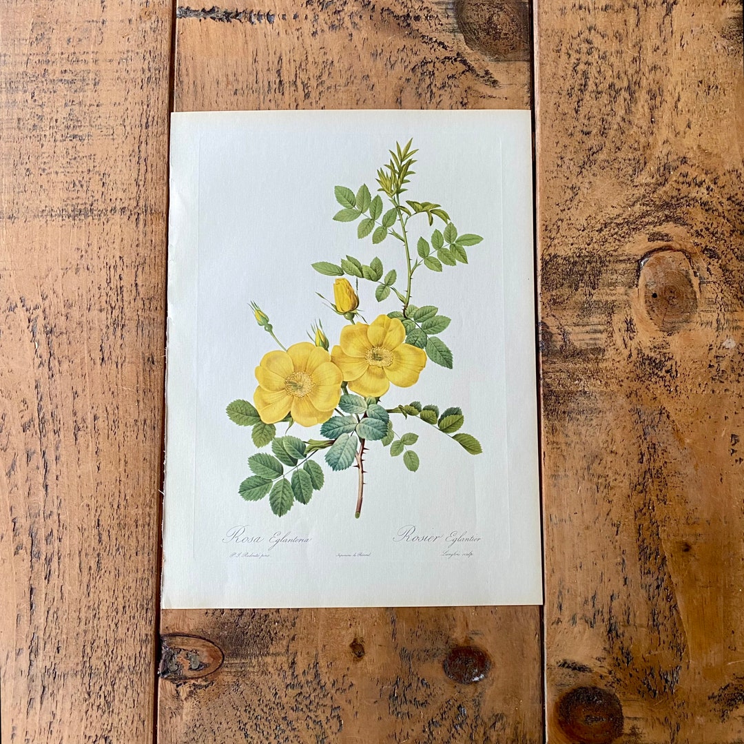 Large Botanical Book Plate From Roses 2 by Pierre-joseph - Etsy