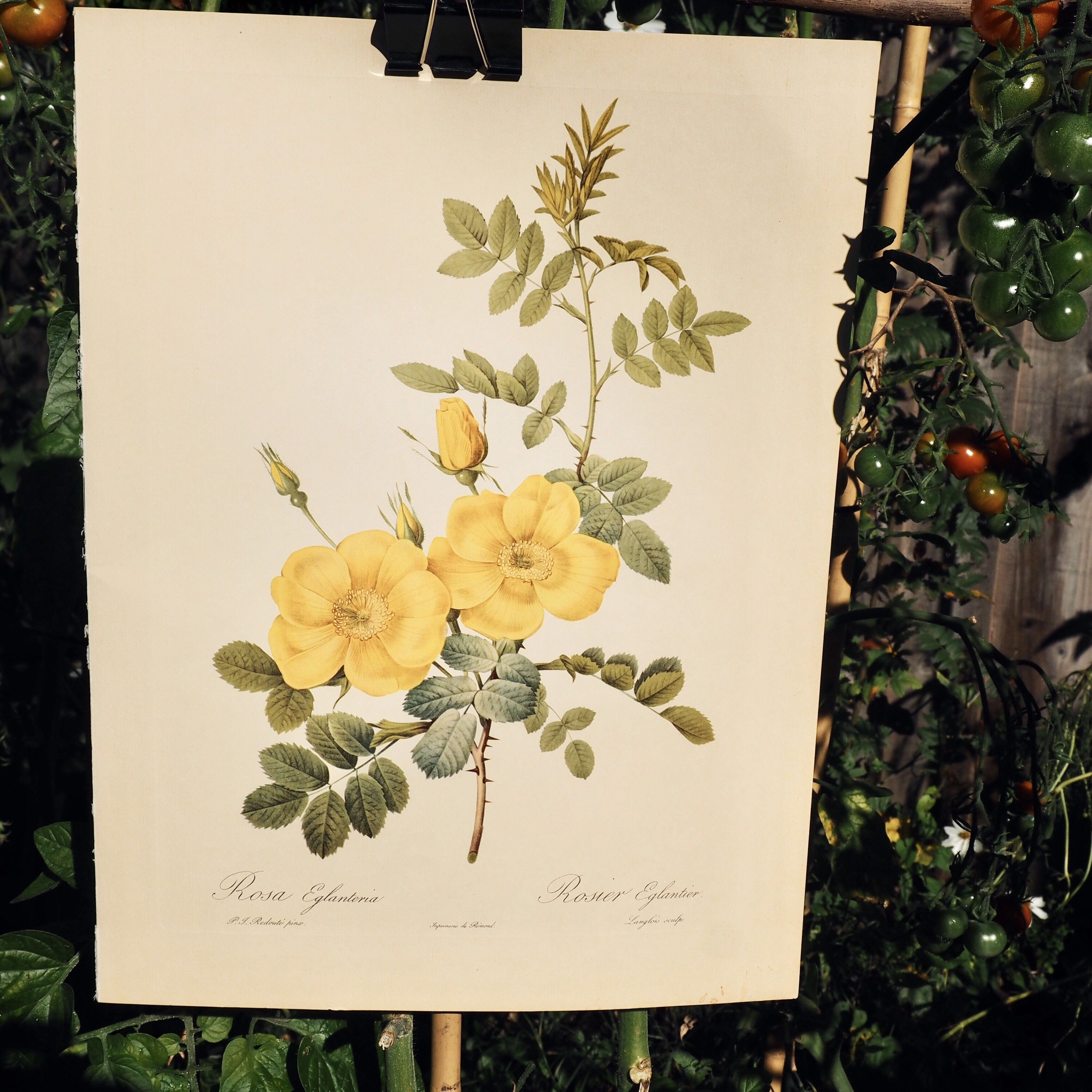 Vintage Rosa Eglanteria Botanical Print: Redouté Rose Illustration ...