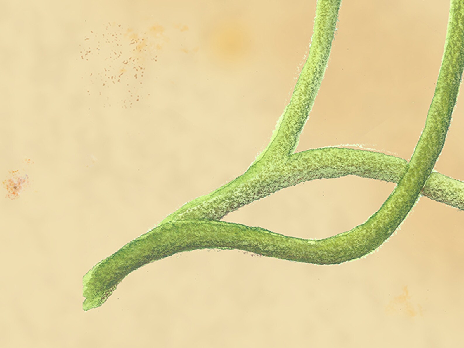 Aglaophyton, Fossil Plant, Original Botanical Watercolor Painting ...